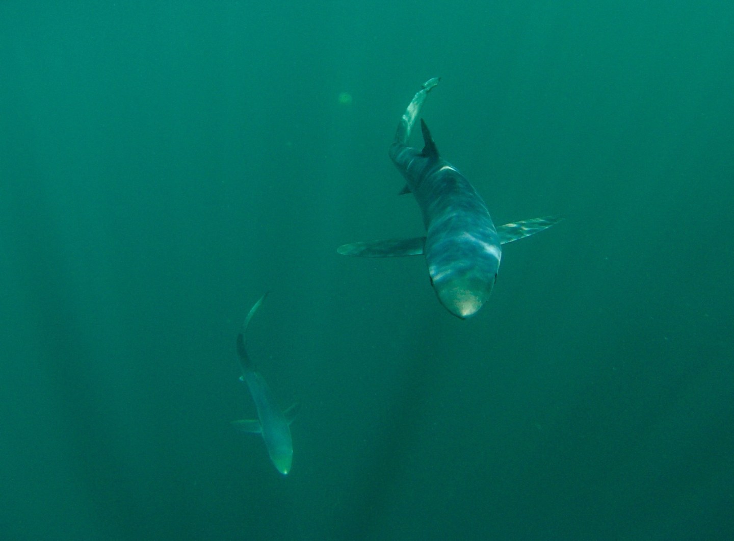 Snorkelling with Blue Sharks in Cornwall – UK Active Outdoors Blog